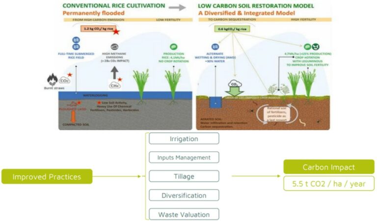 Global Rice Supply Chain: Challenges and Sustainable Solutions