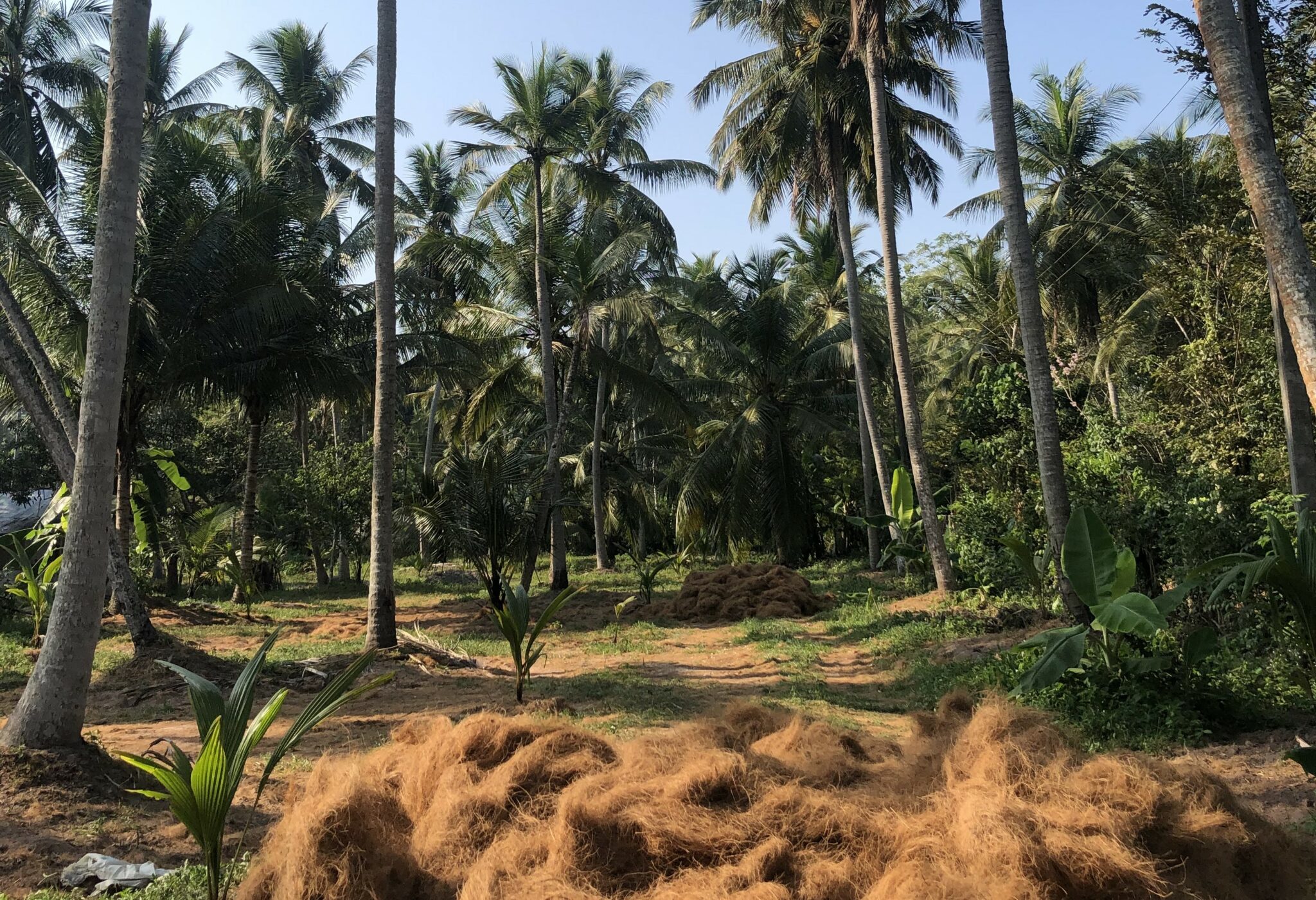 Challenges and Transformations of the Global Coconut Value Chain