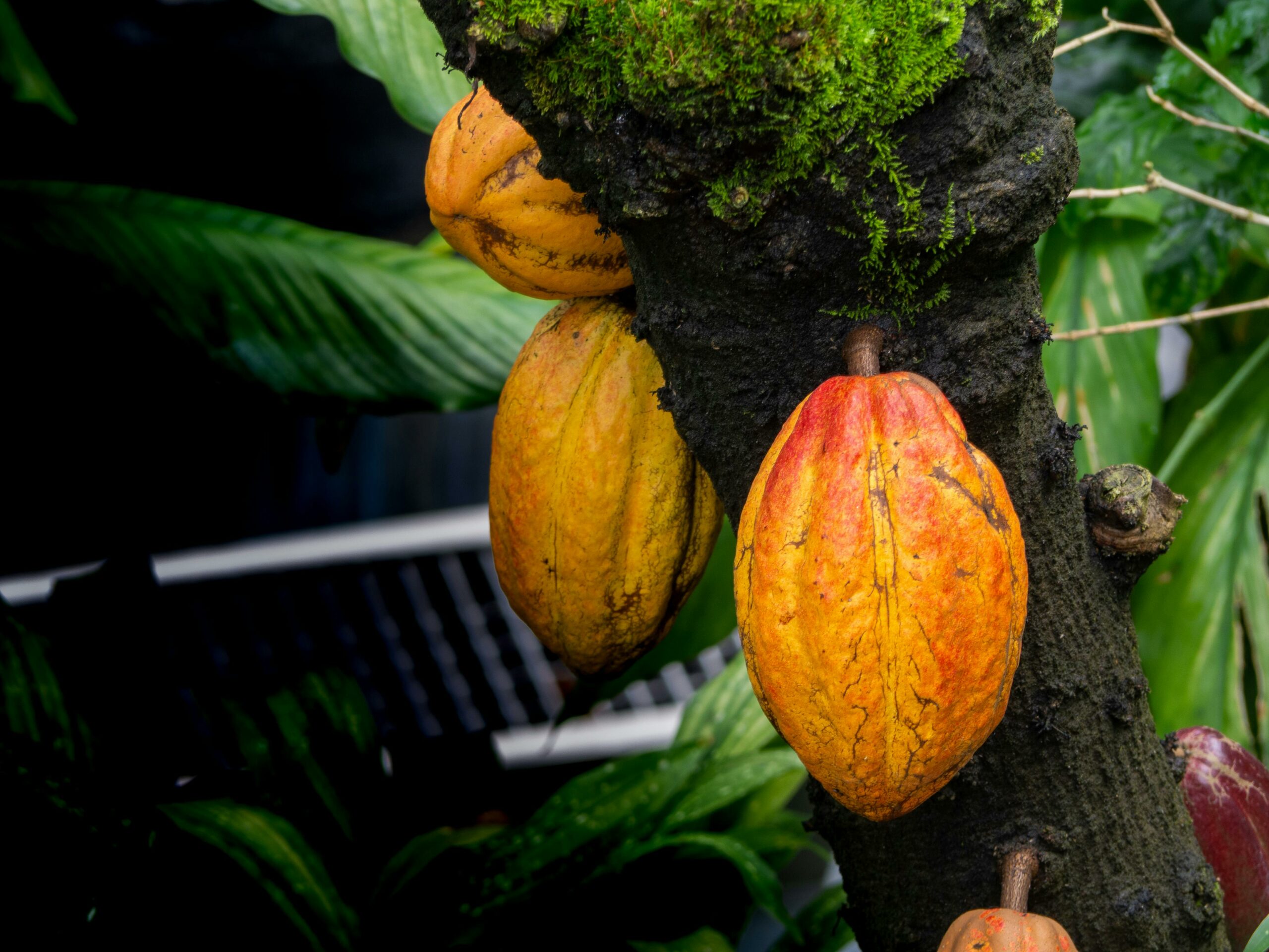 Sustainable Cocoa Cultivation: Securing a Fair Future for Farmers